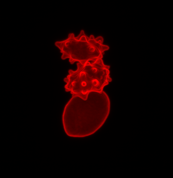 Purple blood cells stimulate the immune system